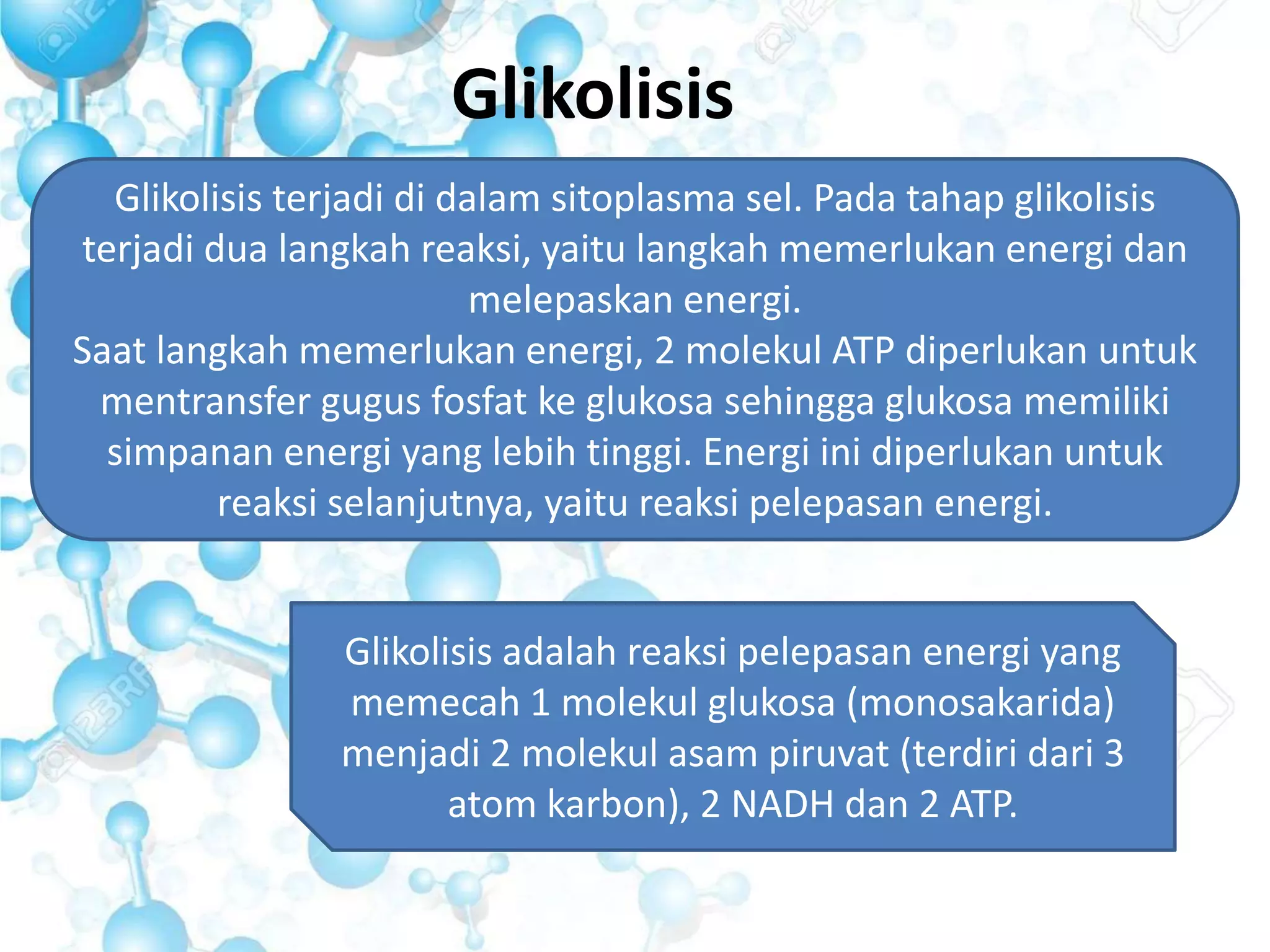 Metabolisme | PPTX