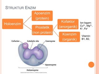 Metabolisme | PPTX