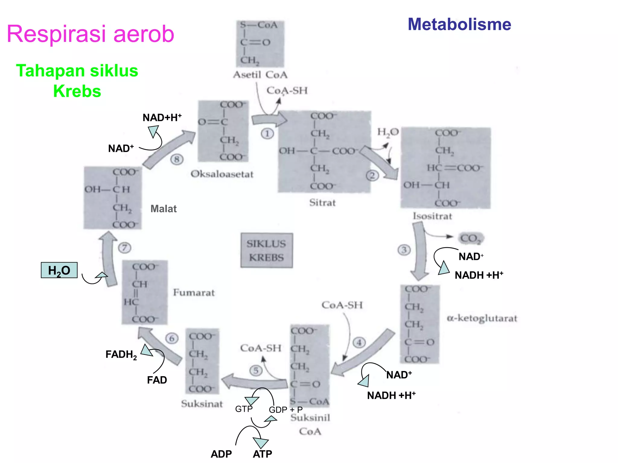 metabolisme-21.ppt