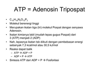 metabolisme-21.ppt