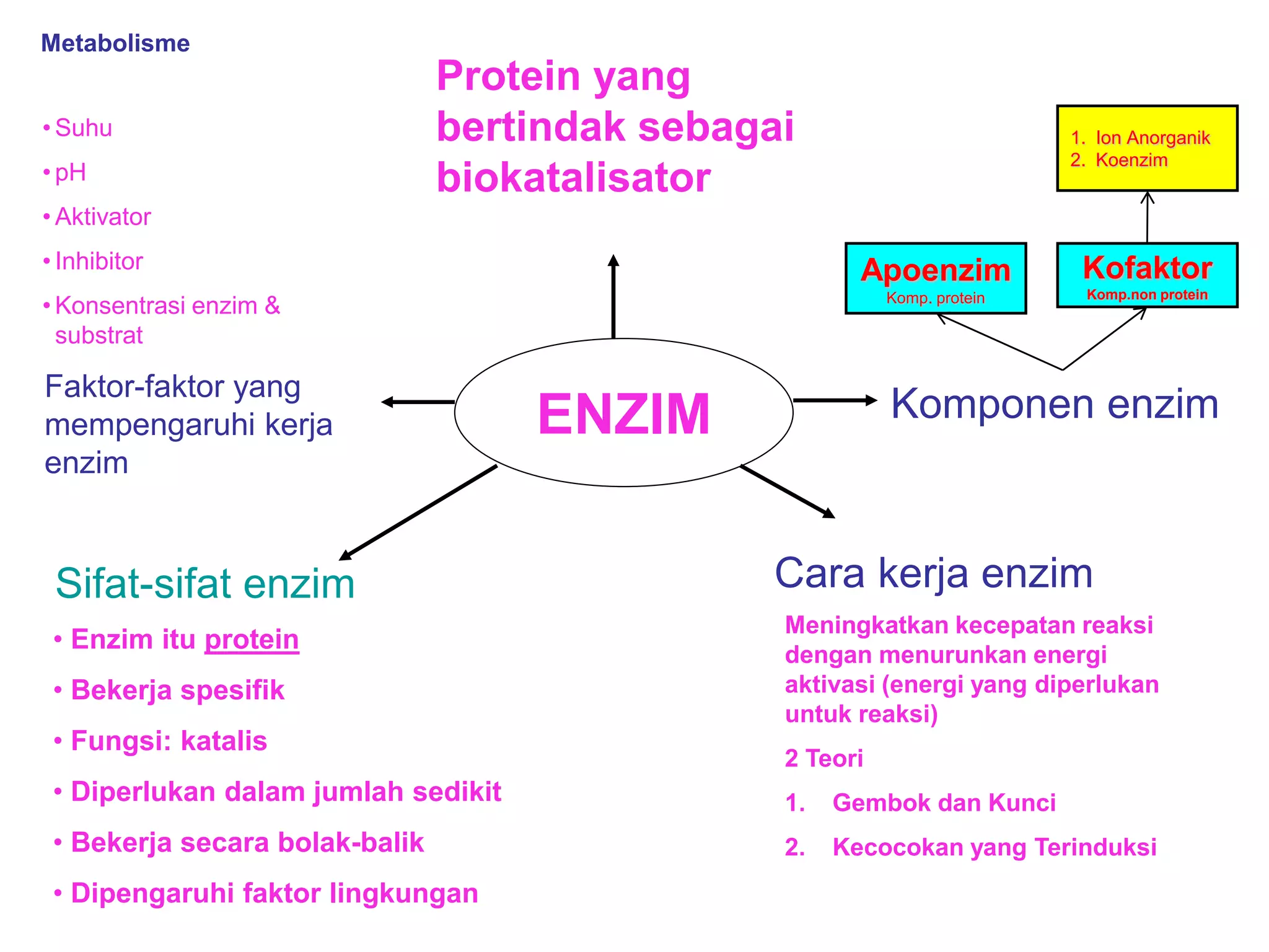 metabolisme-21.ppt
