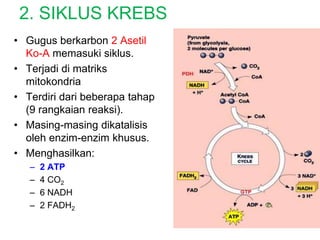 metabolisme-21.ppt