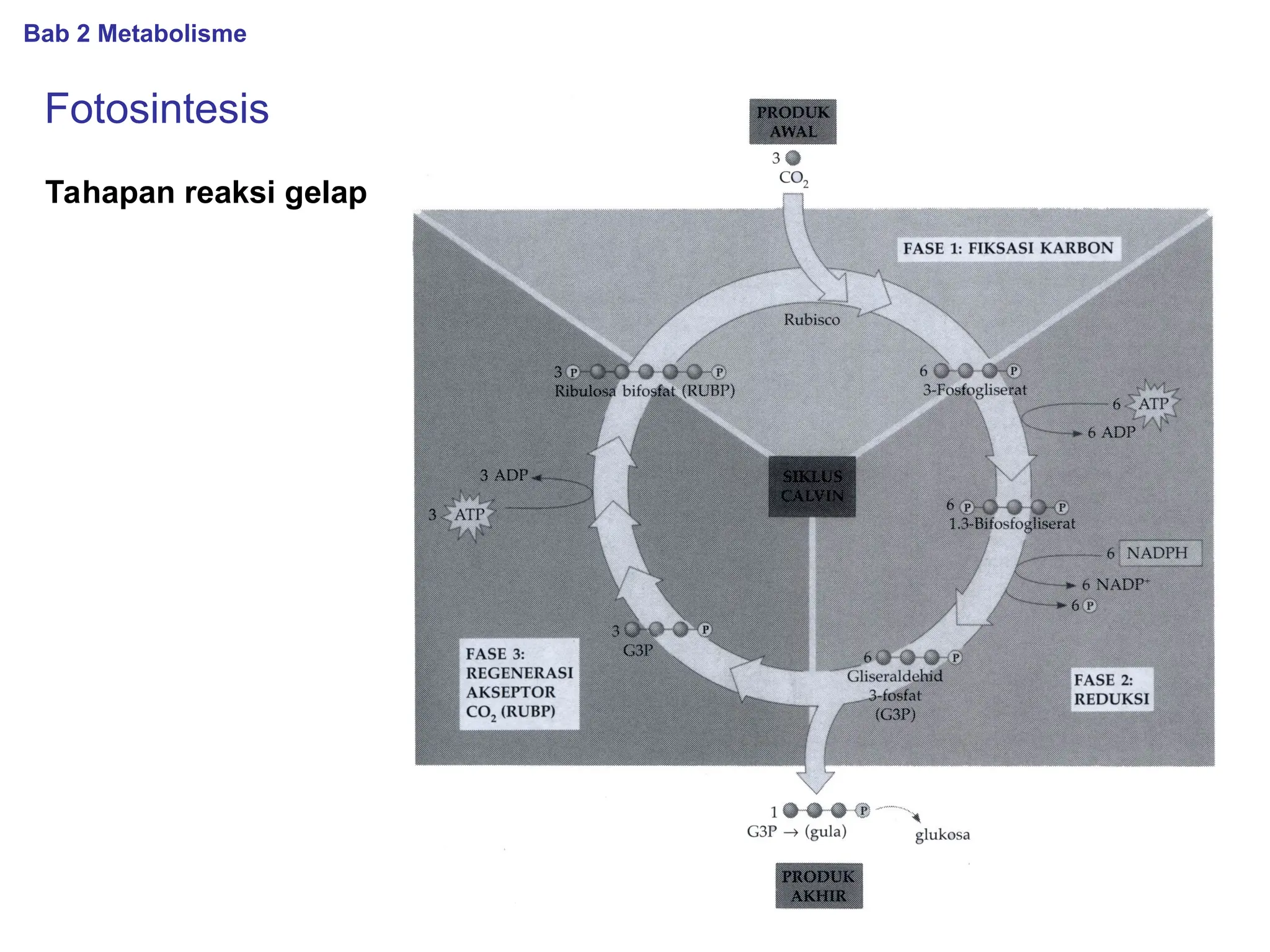 Metabolisme biologi, metabolisme biologi | PPT