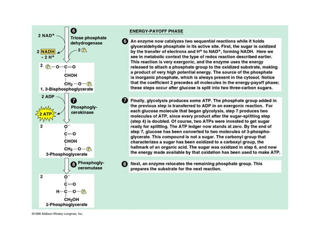 Metabolisme biologi, metabolisme biologi | PPT
