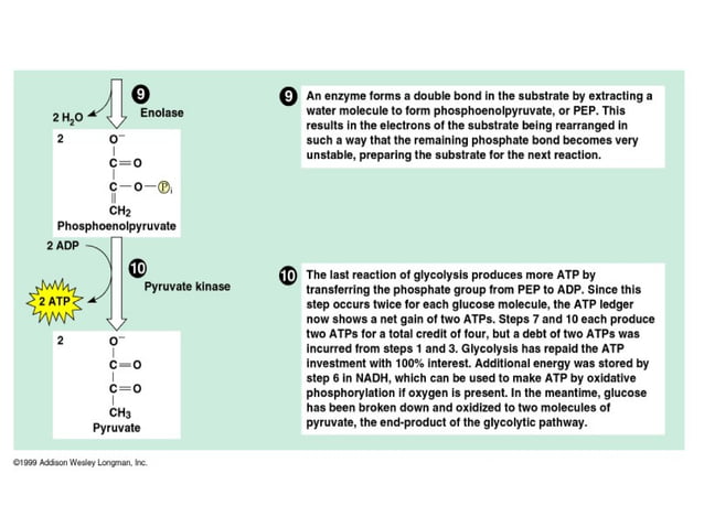 Metabolisme biologi, metabolisme biologi | PPT