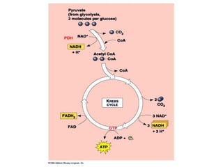 Metabolisme biologi, metabolisme biologi | PPT