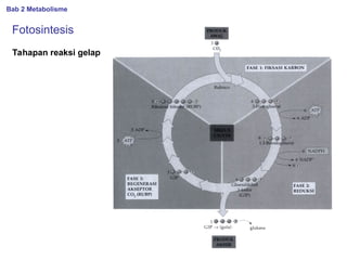 Metabolisme biologi, metabolisme biologi | PPT