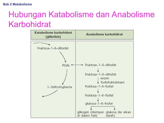 Metabolisme biologi, metabolisme biologi | PPT