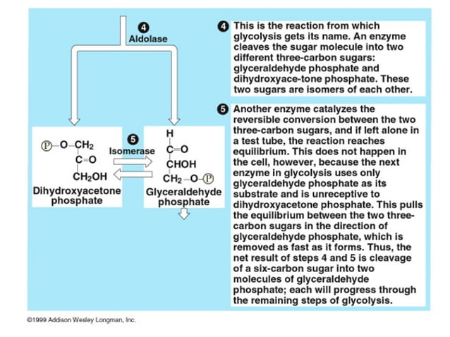 Metabolisme biologi, metabolisme biologi | PPT