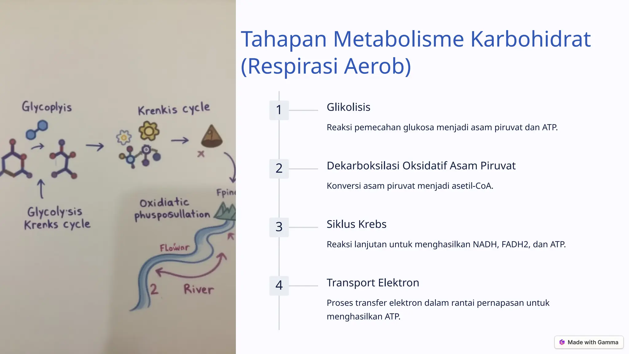 Metabolisme karbohidrat adalah serangkaian proses biokim | PPTX