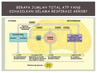 ENZIM DAN KATABOLISME | PPTX