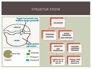 ENZIM DAN KATABOLISME | PPT