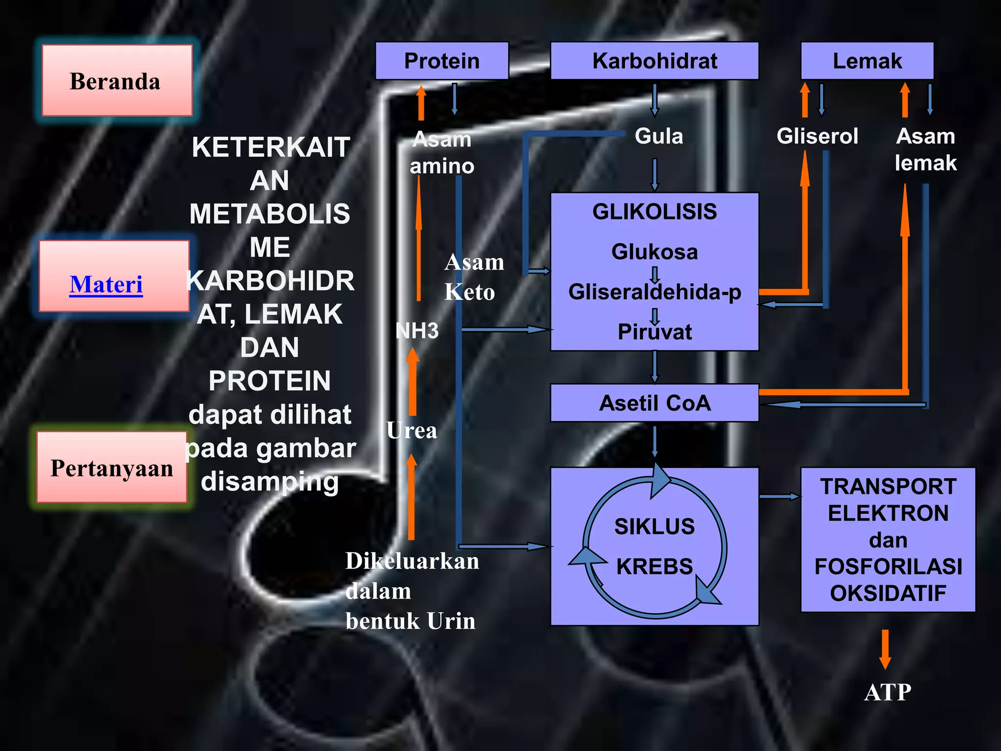 Metabolisme keterkaitan protein, karbohidrat dan lemak (devia dr erika ...