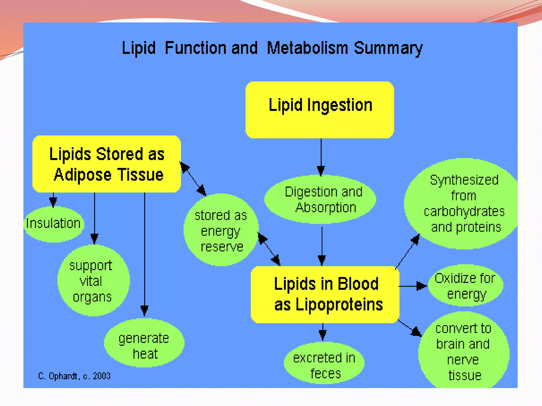 Metabolisme lemak | PPTX
