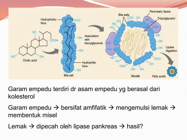 Metabolisme lemak | PPTX