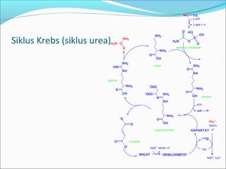 Metabolisme nitrogen sutresman | PPT
