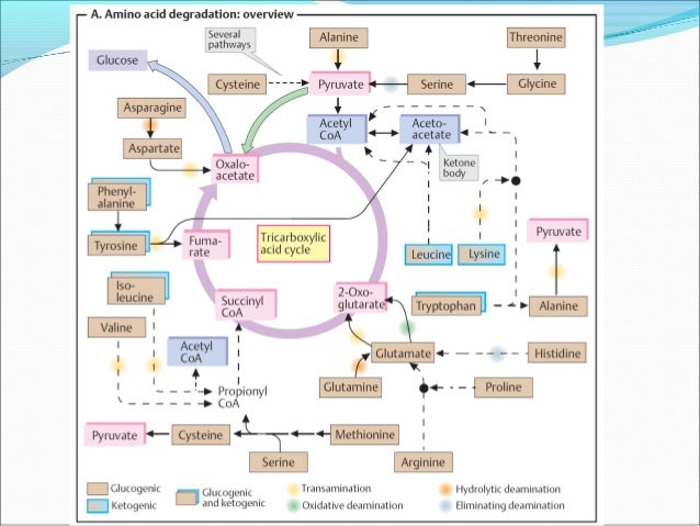 Metabolisme nitrogen sutresman