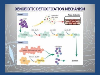 METABOLISME-XENOBIOTIX-2a-1.pdf