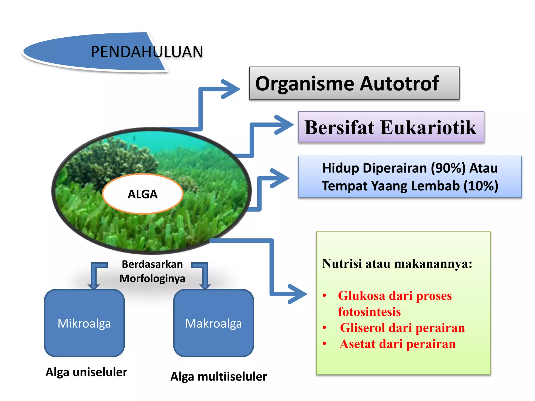 Metabolisme alga hijau (fitriah kasman f1 c116098) | PPTX
