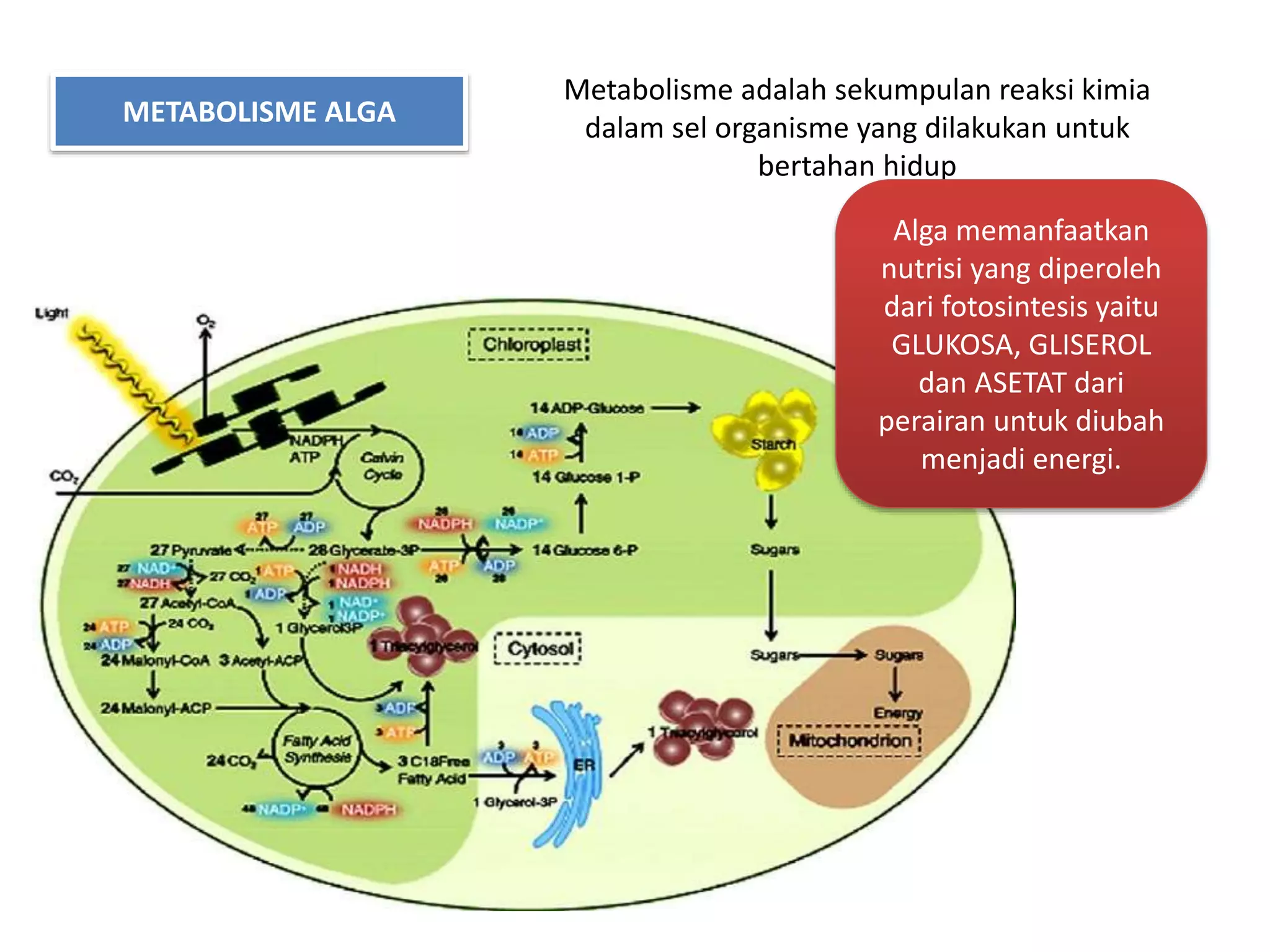 Metabolisme alga hijau (fitriah kasman f1 c116098) | PPTX