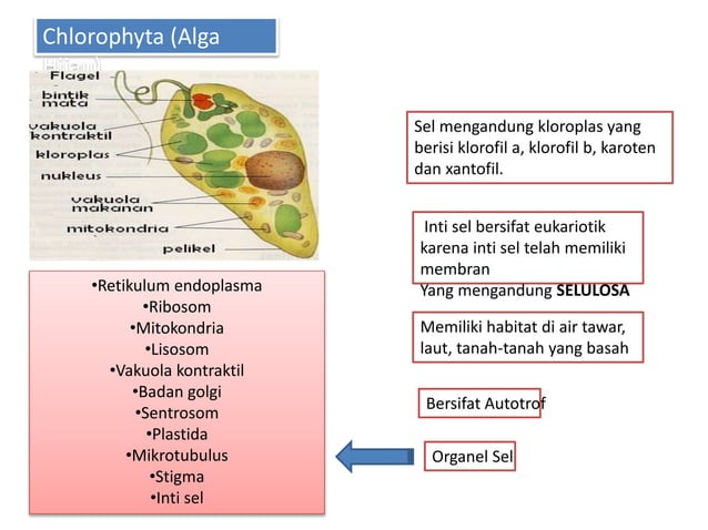 Metabolisme alga hijau (fitriah kasman f1 c116098) | PPT