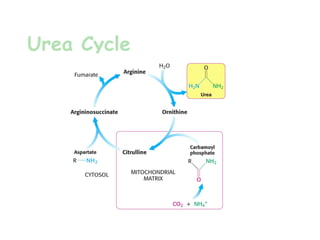 Metabolisme asam amino | PPT
