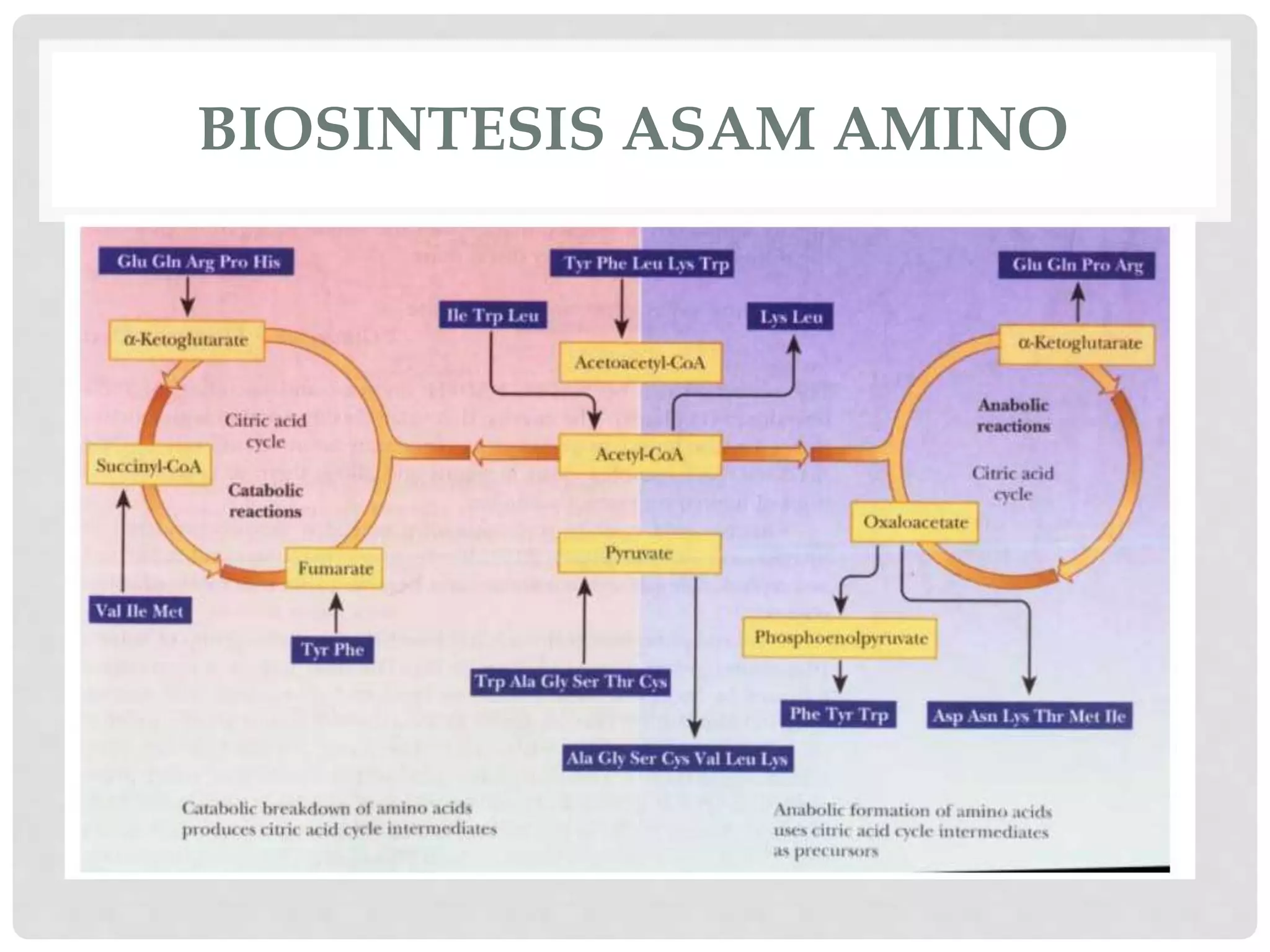 Metabolisme asam amino | PPTX