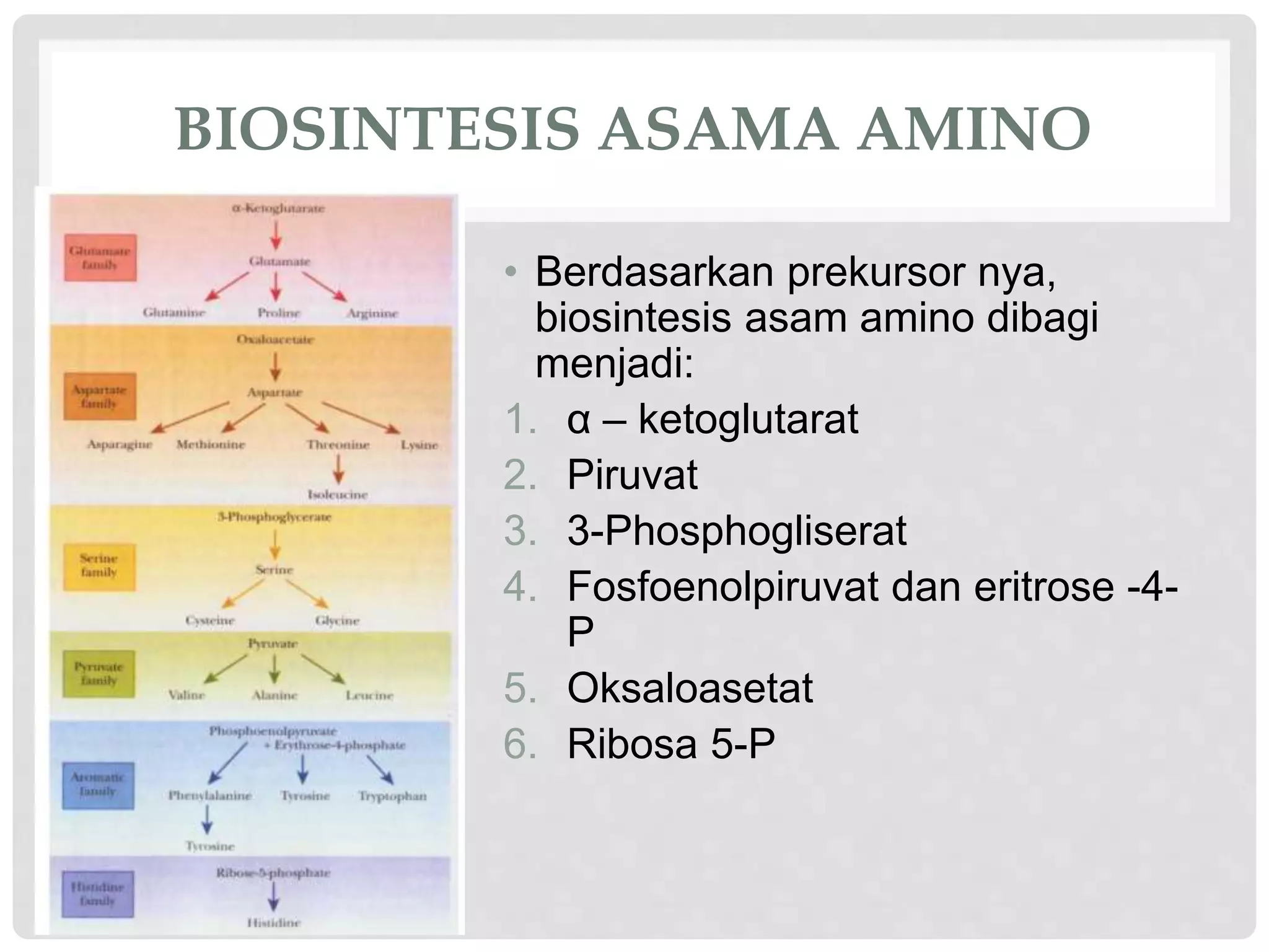 Metabolisme asam amino | PPTX