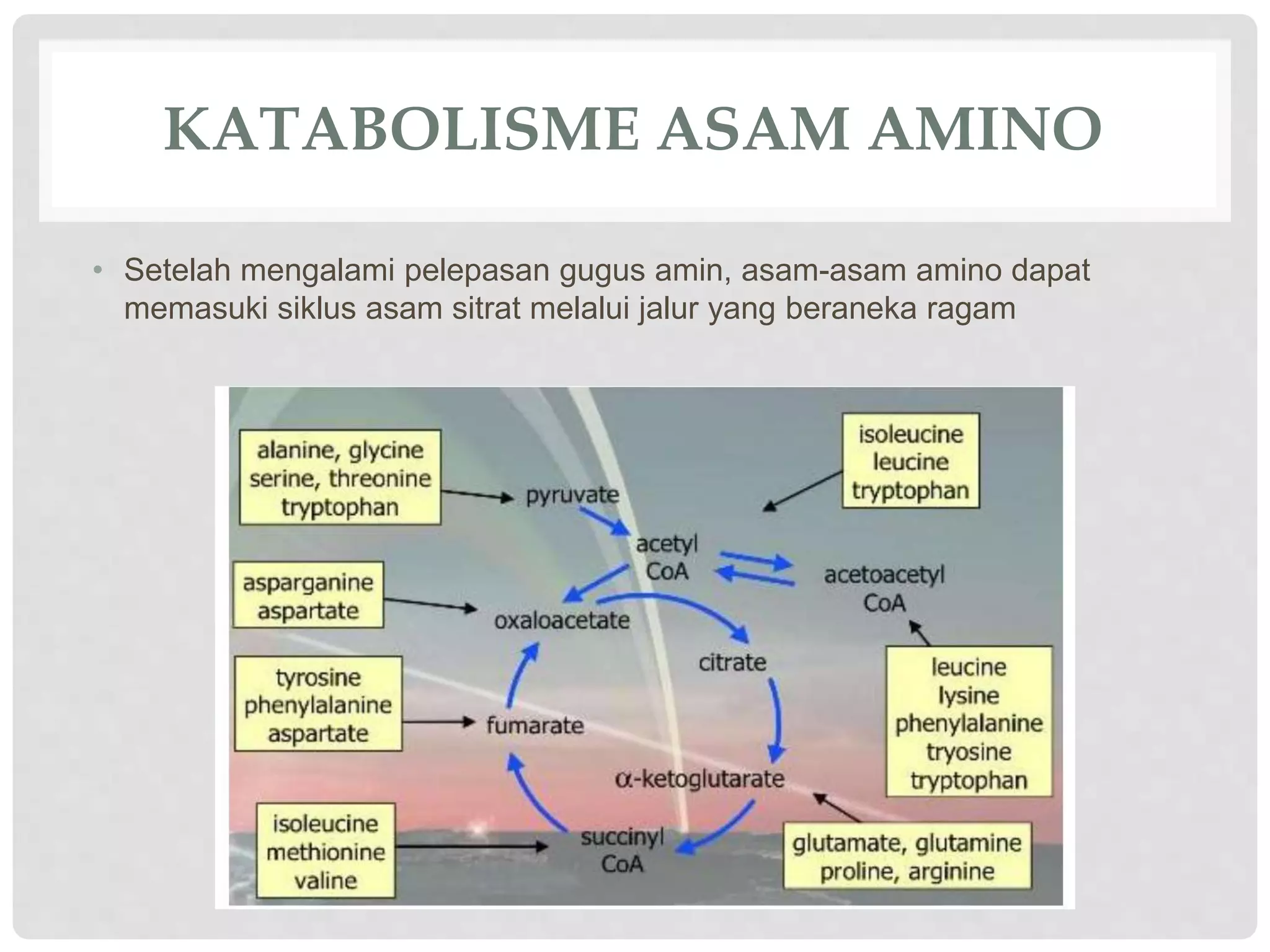 Metabolisme asam amino | PPTX