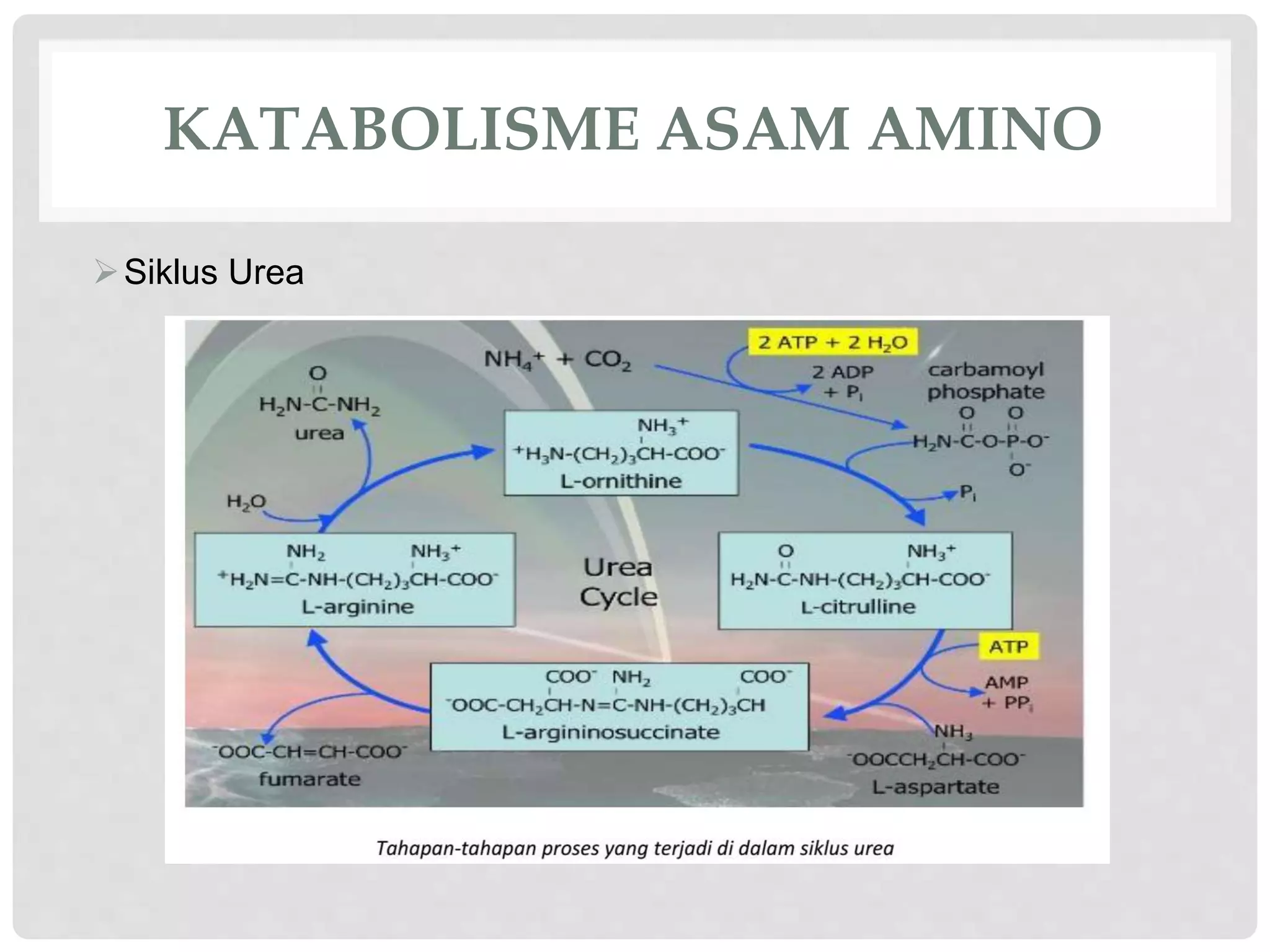 Metabolisme asam amino | PPTX