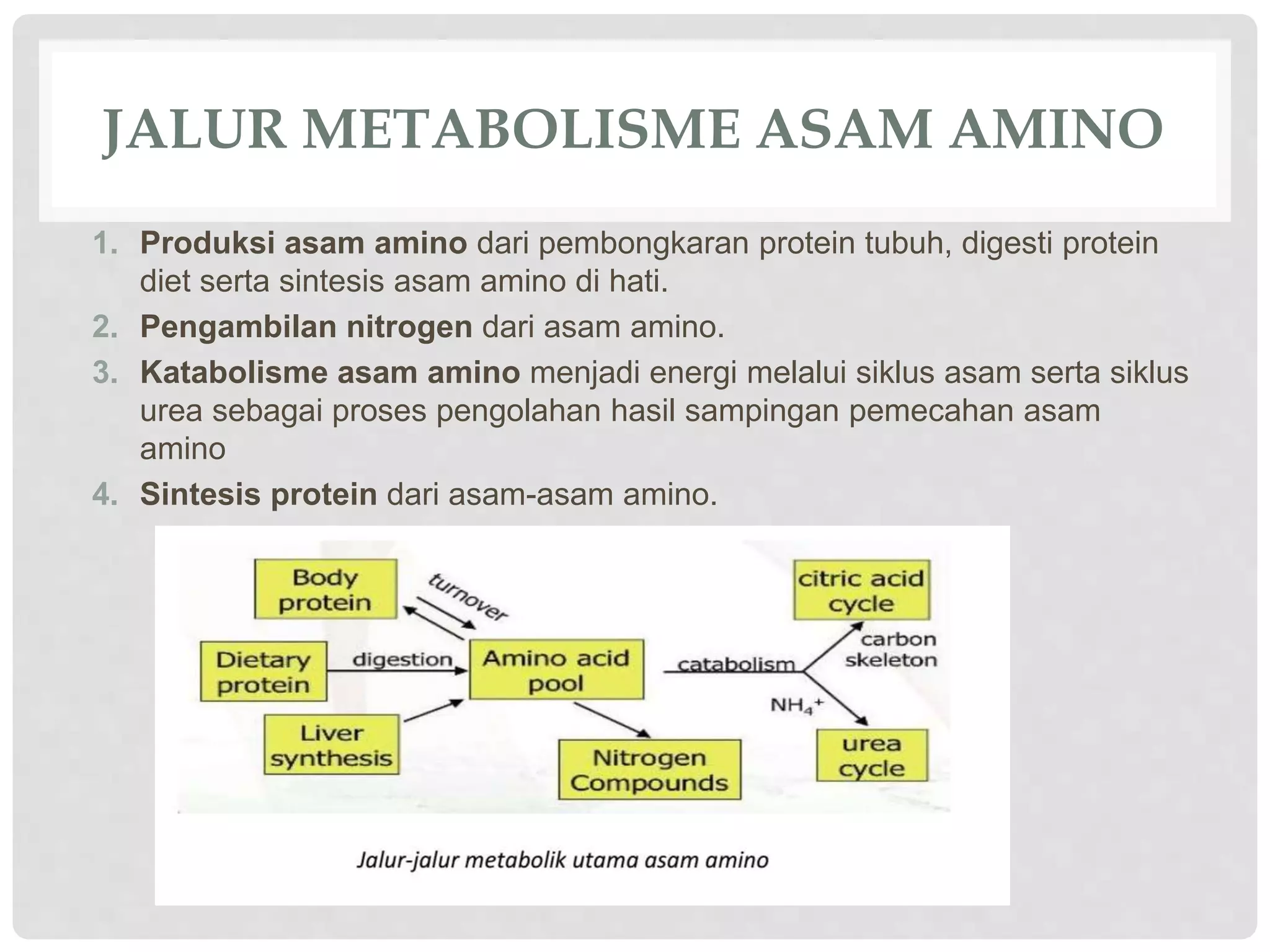 Metabolisme asam amino | PPTX