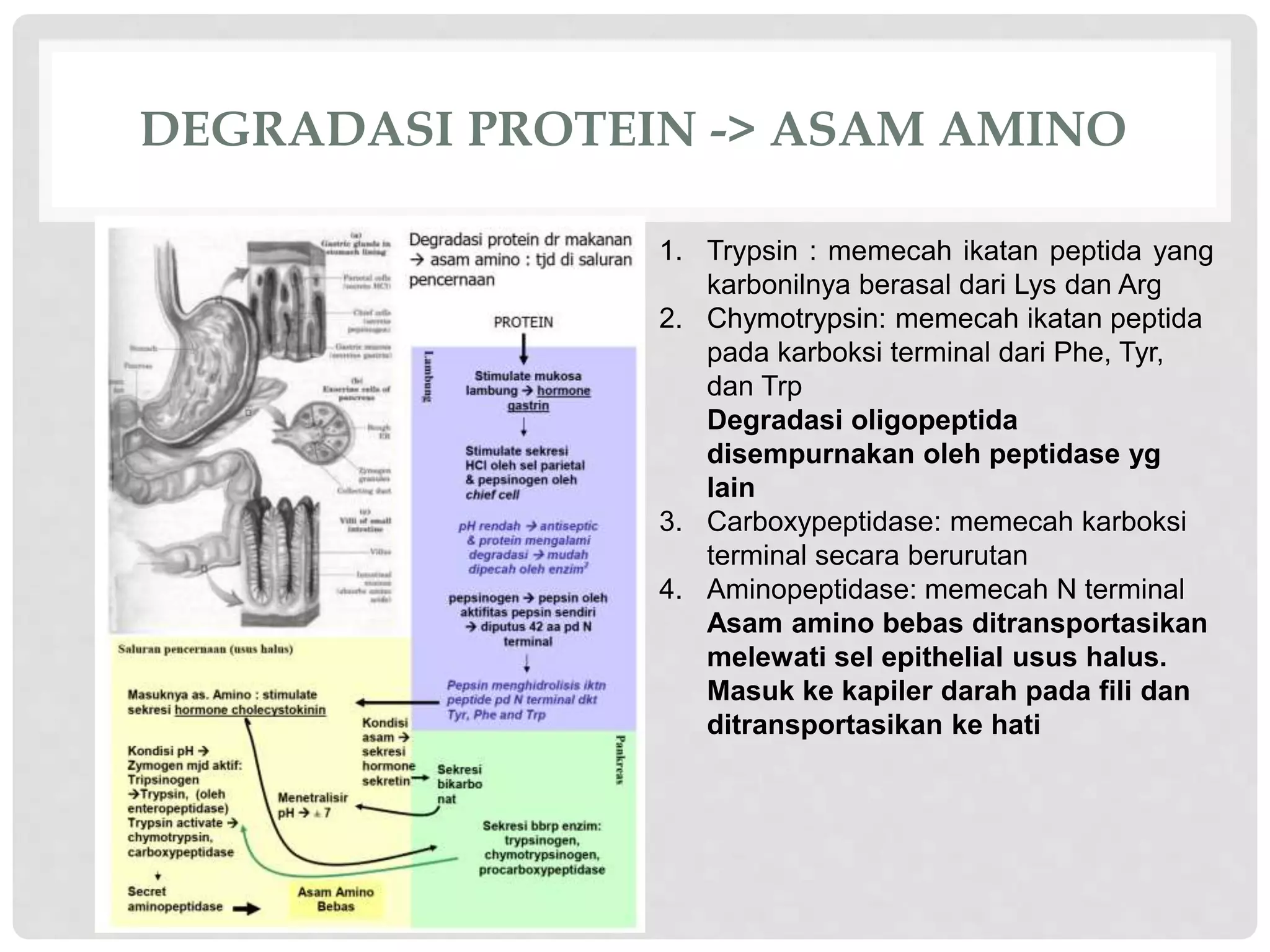 Metabolisme asam amino | PPTX