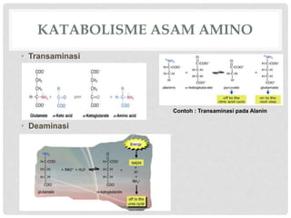 Metabolisme asam amino | PPTX