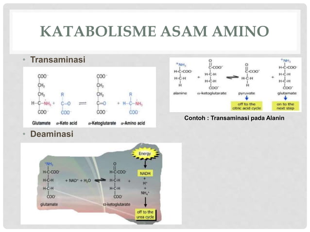 Metabolisme asam amino | PPT | Free Download