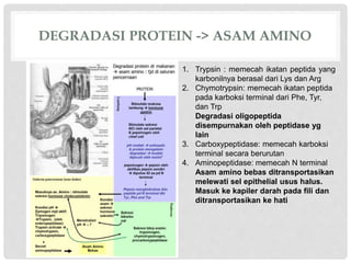 Metabolisme asam amino | PPTX