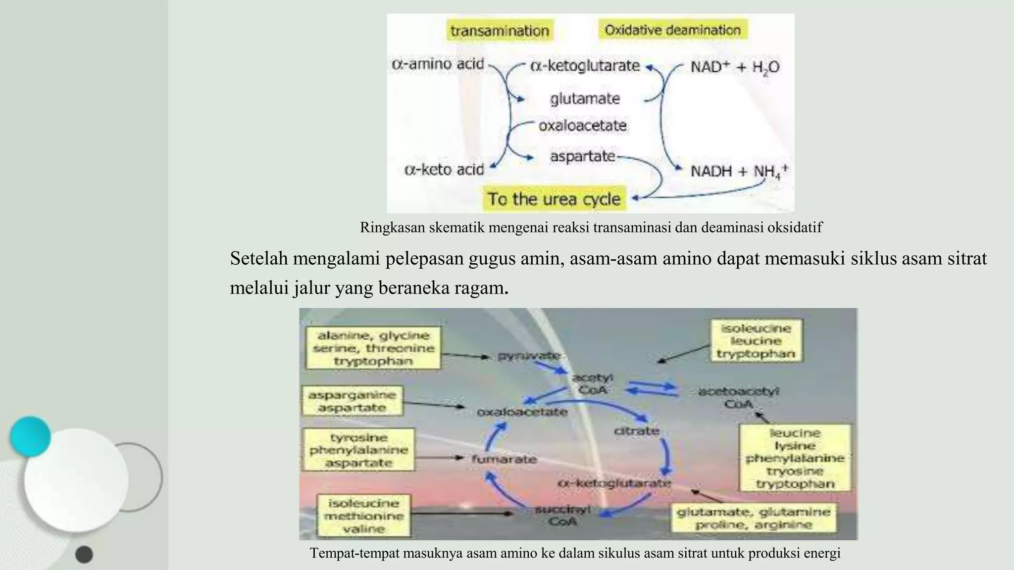 METABOLISME ASAM AMINO.pptx