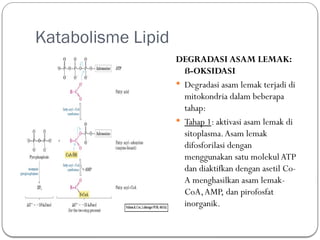 Metabolisme Asam Lemak dan Lipid pada Mahluk Hidup.pptx