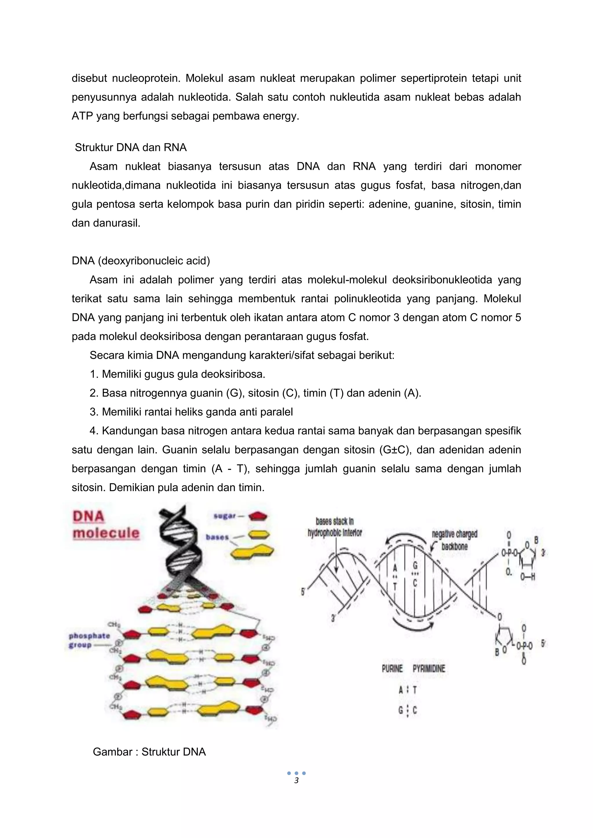 Metabolisme asam nukleat | DOCX