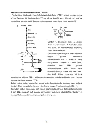Metabolisme asam nukleat | DOCX