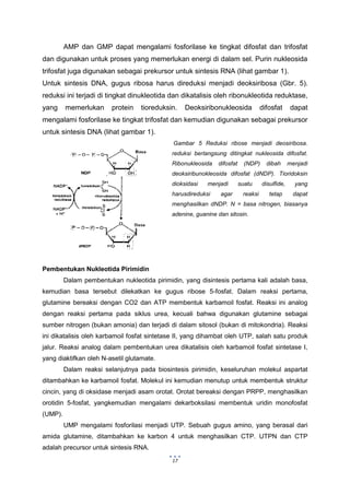 Metabolisme asam nukleat | DOCX