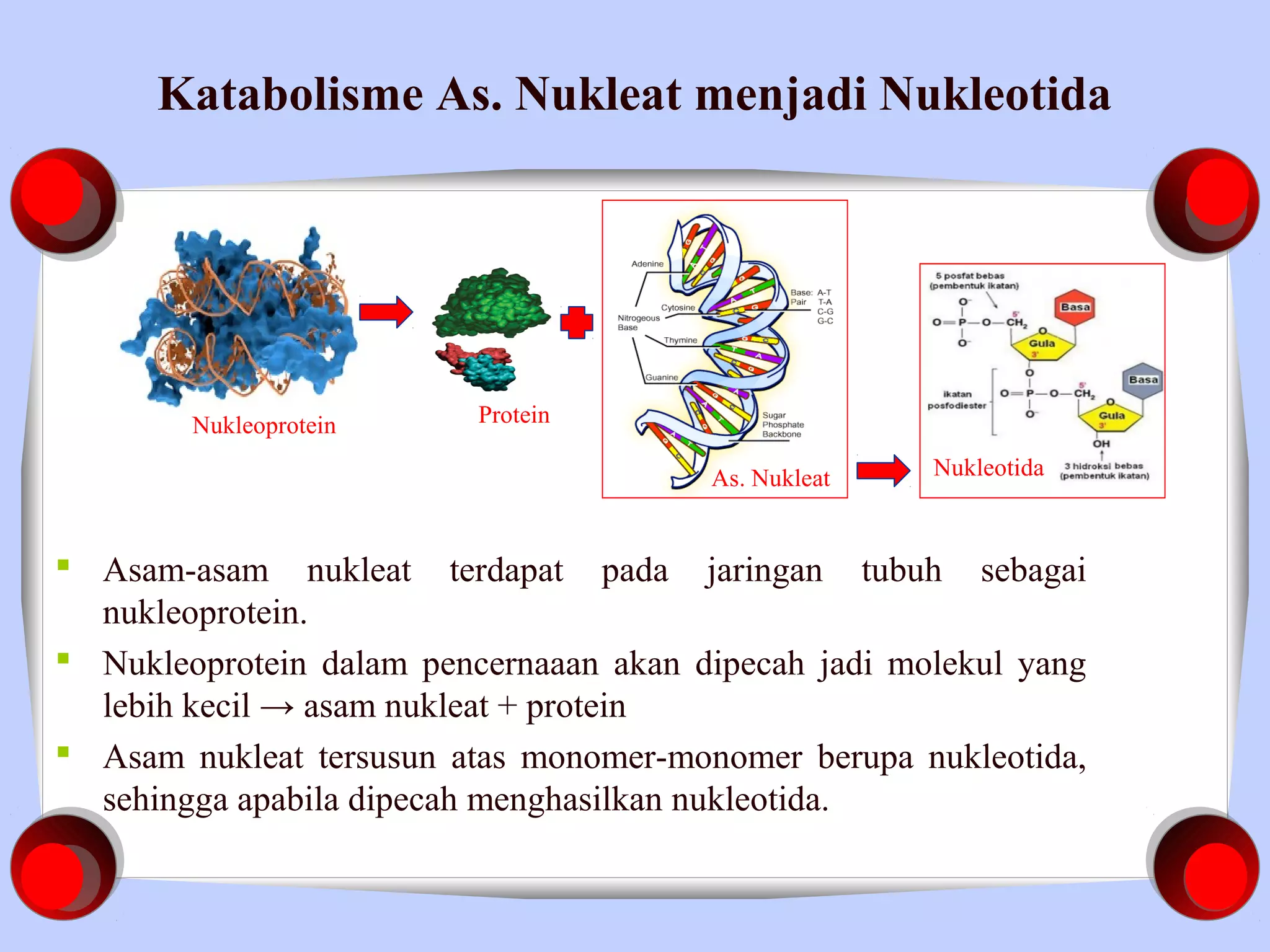 Metabolisme asam nukleat (nucleic acid metabolism) | PPT
