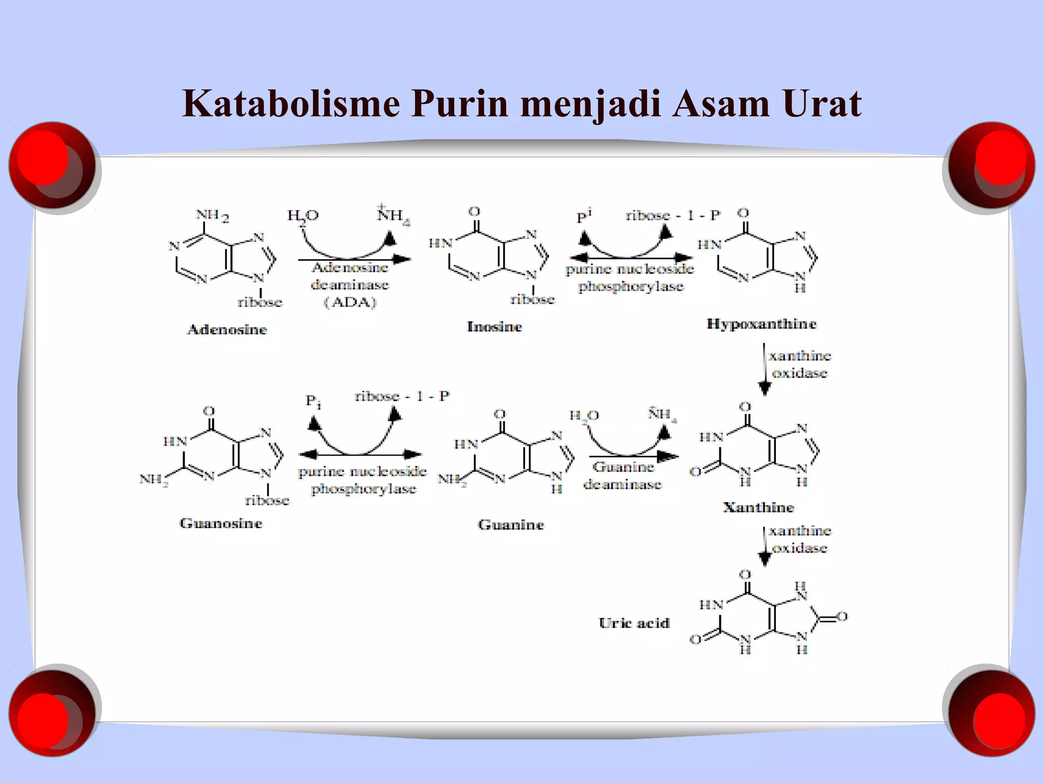 Metabolisme asam nukleat (nucleic acid metabolism) | PPT