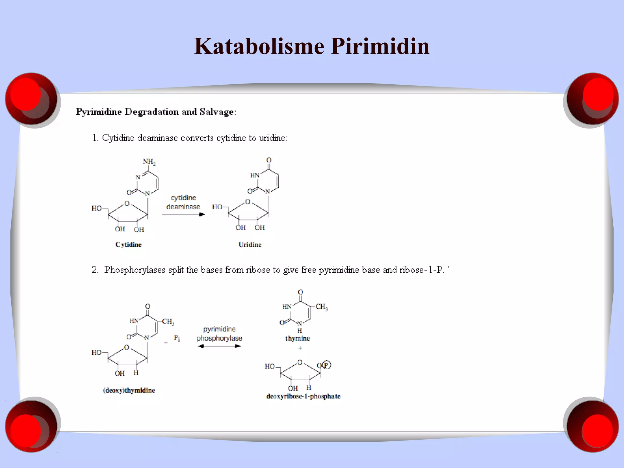 Metabolisme asam nukleat (nucleic acid metabolism) | PPT