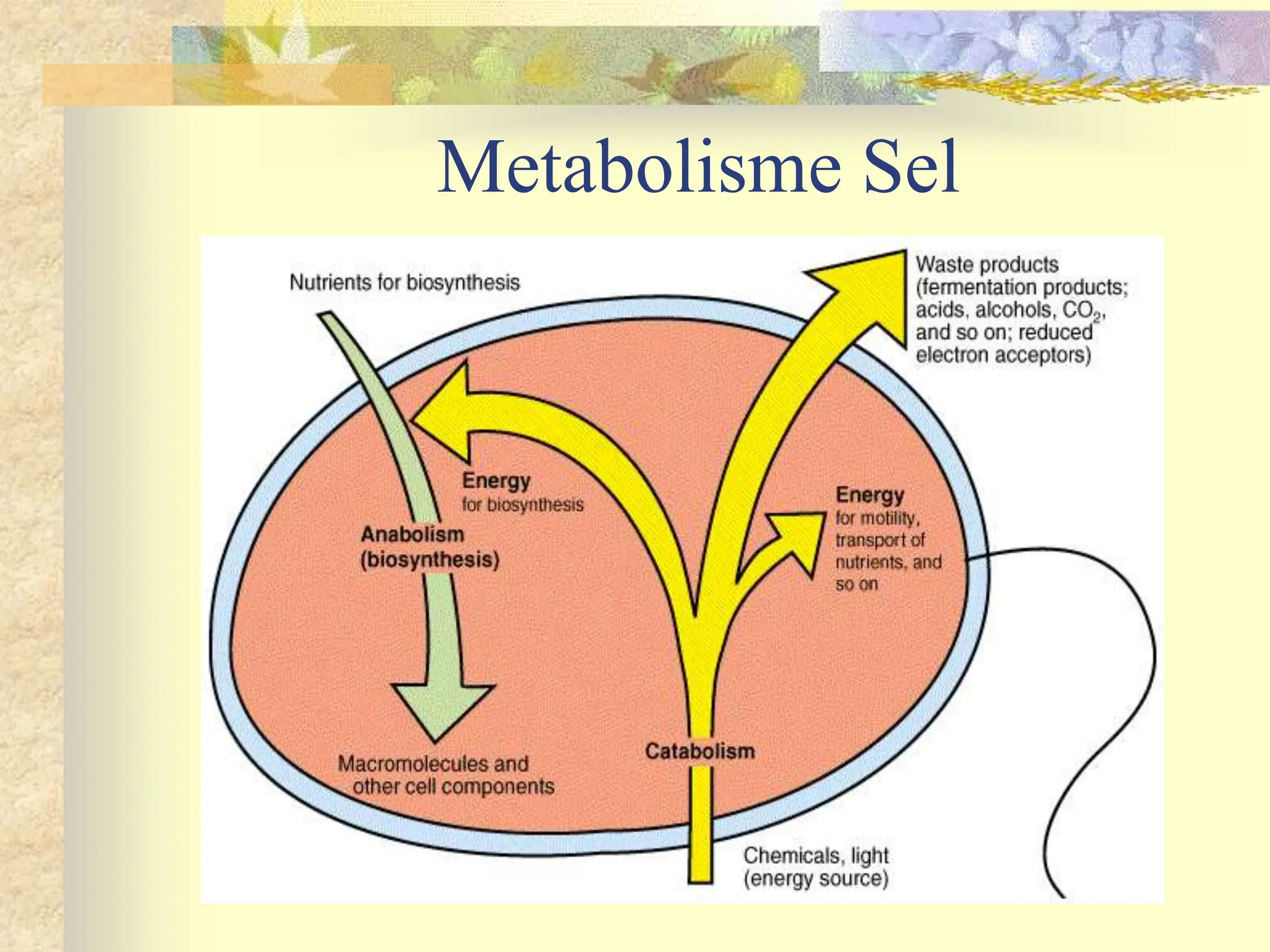 Siklus Metabolisme Yang Terjadi Pada Suatu Bakteri | PPT