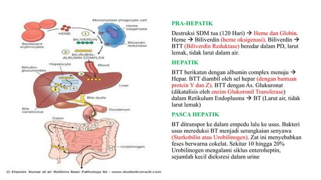 PRA-HEPATIK-HEPATIK-PASCA | PPT