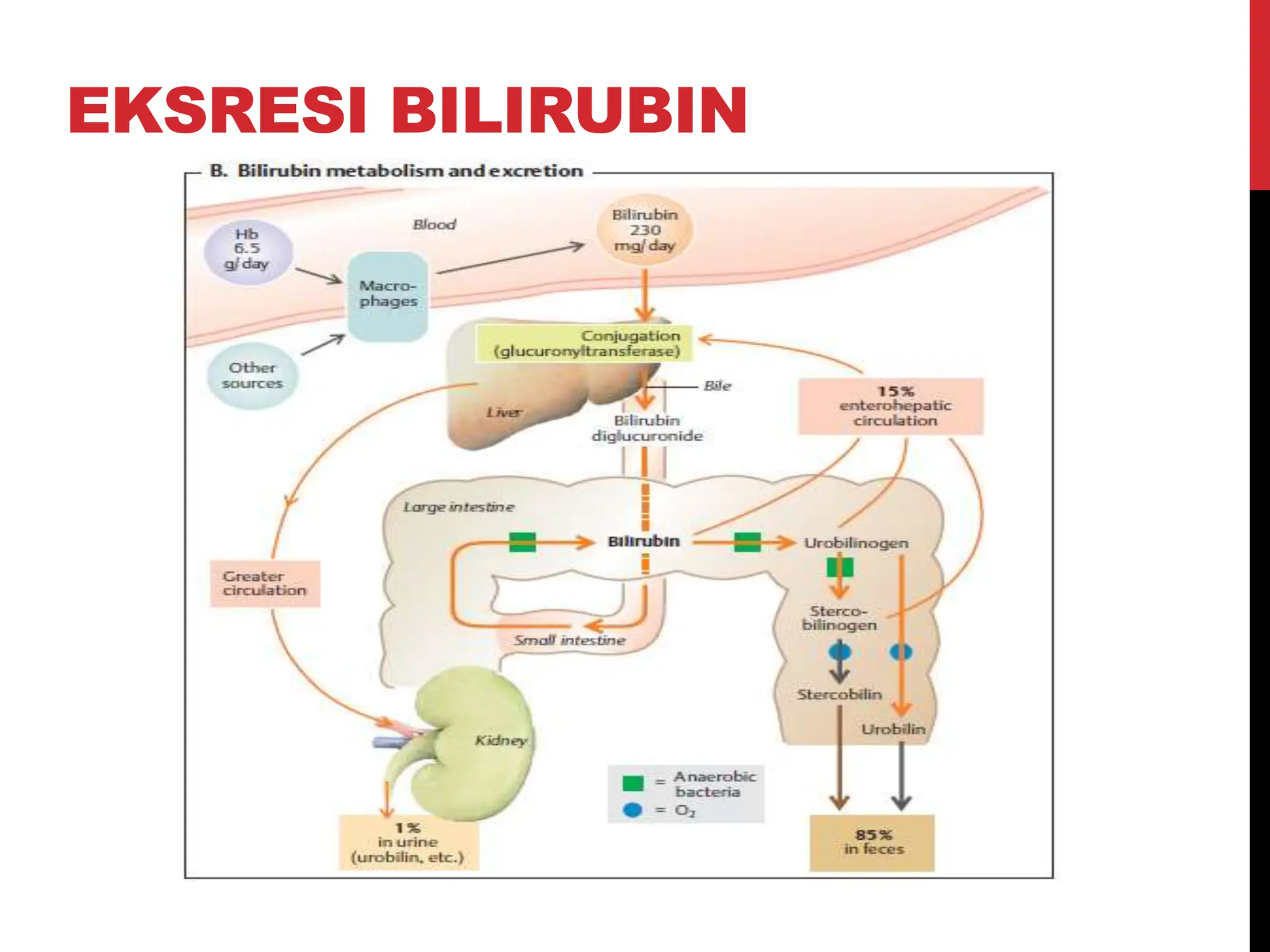 METABOLISME BILIRUBIN.pptx