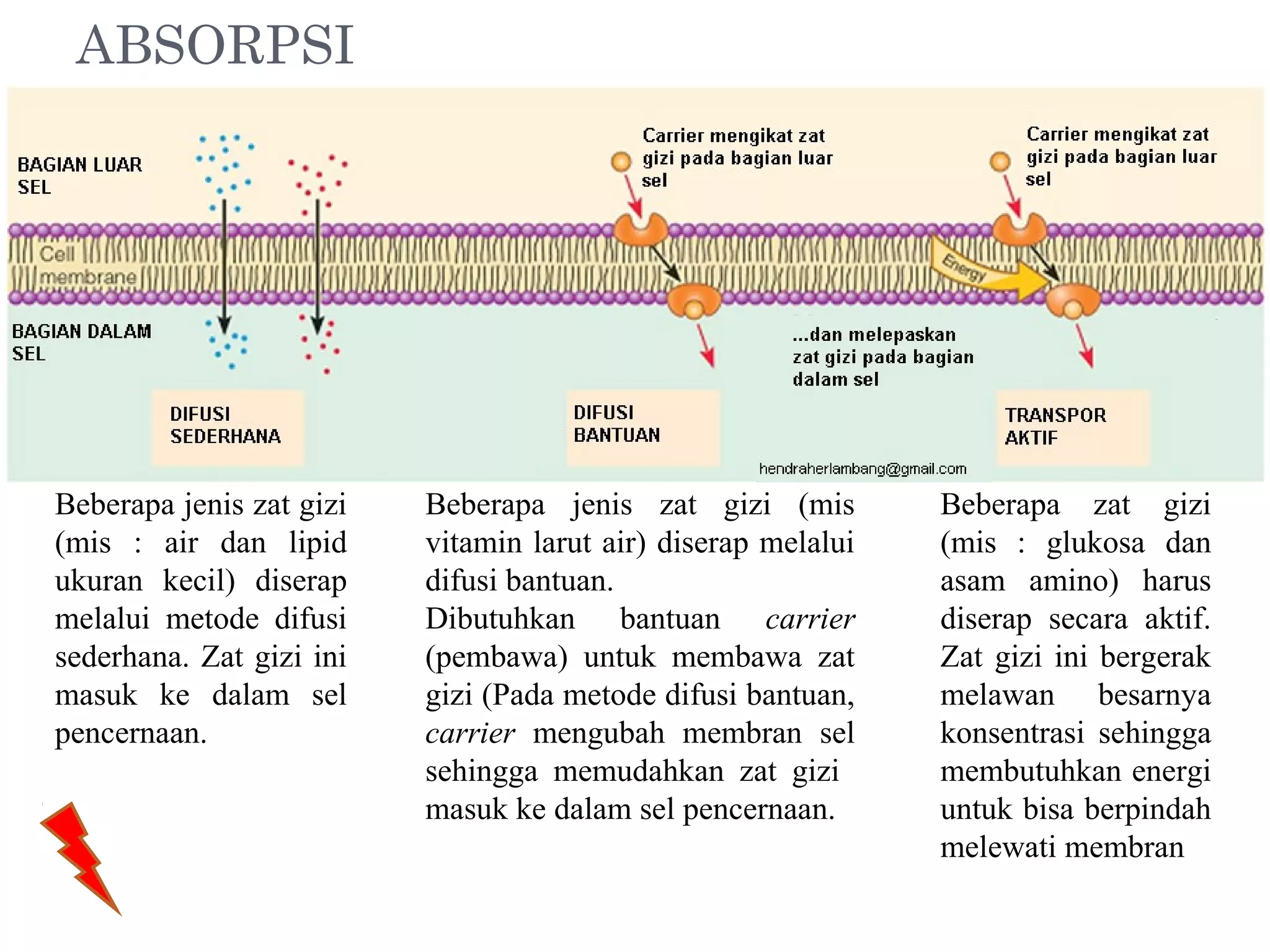 Metabolisme biokimia gizi | PPT