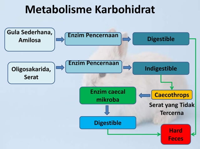 Metabolisme bonni rubak g2 l1 19 008 | PPT