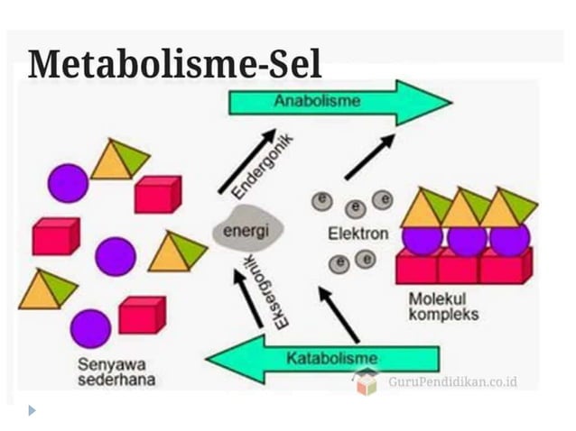 METABOLISME ENZIM.pptx