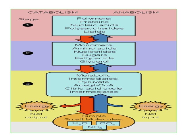 metabolisme enzim.ppt
